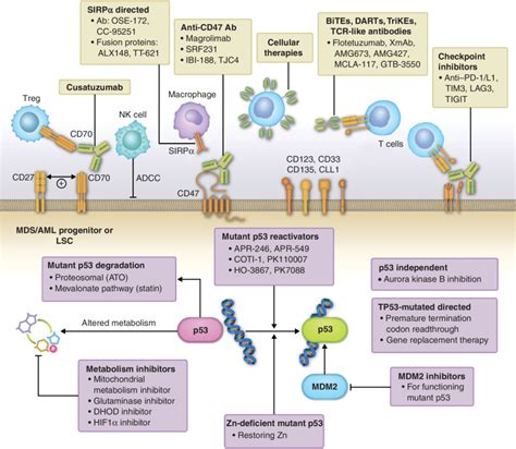 Tp53 Mutated Myelodysplastic Syndrome And Acute Myeloid Leukemia