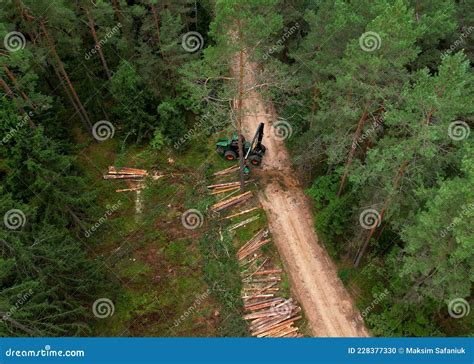 Forest Harvester During Sawing Trees In A Forest Forestry Tree Harvester In Woodland On