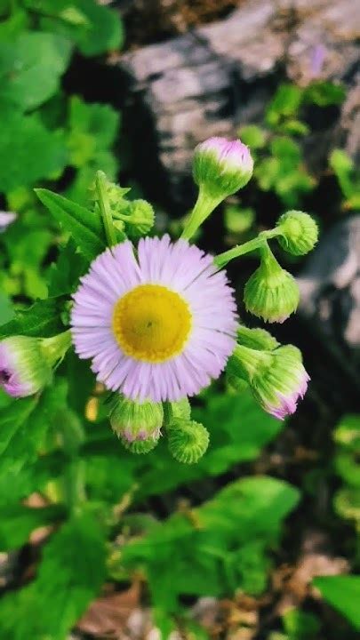 작은들꽃~♡박창근 제비꽃 Youtube