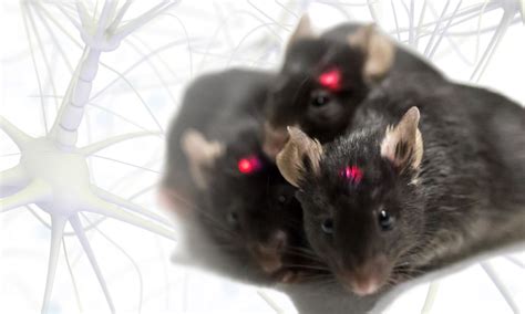 Optics And Photonics News Optogenetics Controlling Neurons With Photons