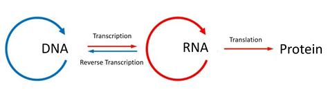 Proteomics Medical Cohort Study Service Overview MtoZ Biolabs