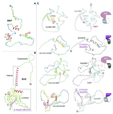 Alphafold2 Built 3d Models A Mbp Is Colored According To The Model