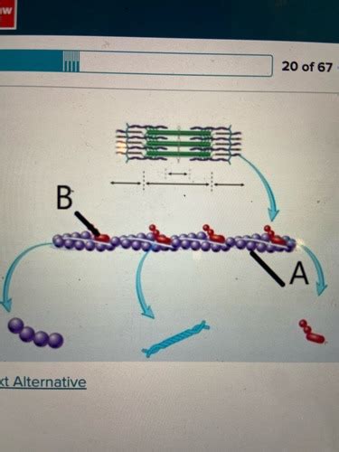 Biol 319 Lab 6 Flashcards Quizlet