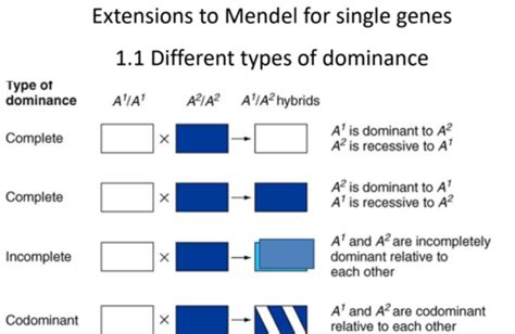 W2 1 Extensions To Mendelian Inheritance I Single Genes Flashcards