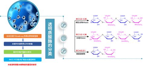 特定分子量透明质酸 超低分子量透明质酸 低分子量透明质酸 小分子透明质酸 透明质酸供应商 江苏弘康未来营养科技有限公司