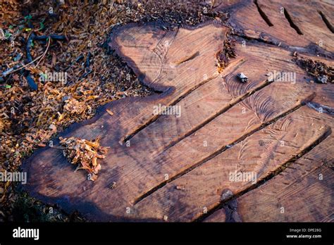 Detail Of Tree Stump Left After Cutting Stock Photo Alamy
