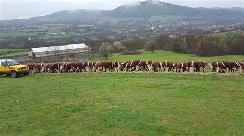 Ферма трите Прасенца Added Ферма трите Прасенца