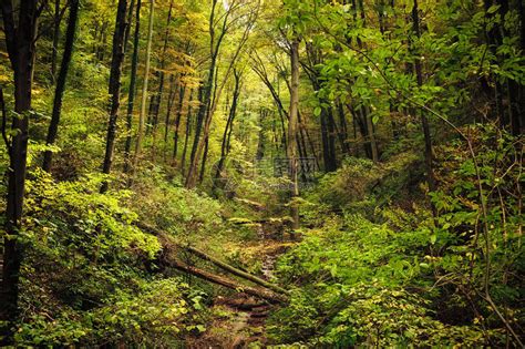 山谷森林中的树干高清图片下载 正版图片507343087 摄图网