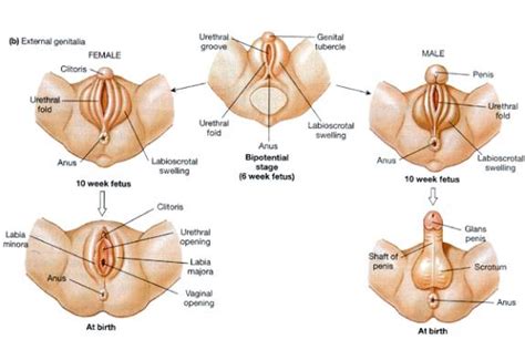 Figure 1 Mechanism Of Penile Erection Nervous Pathways