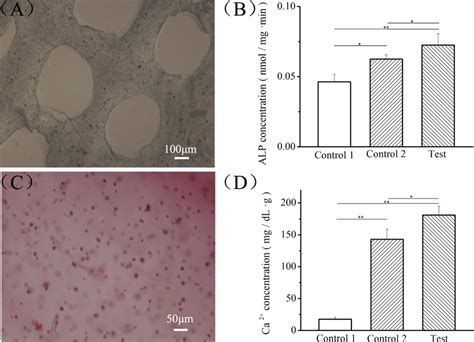Functional Expression Of Differentiated Bmscs In The Methacrylamide