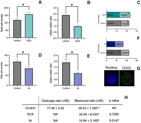 Total Cell Number Of Blastocysts From Dca A And Ia D Groups When