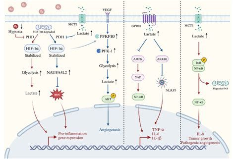 Lactate Signalling Pathways In The Inflammatory Response The Download Scientific Diagram