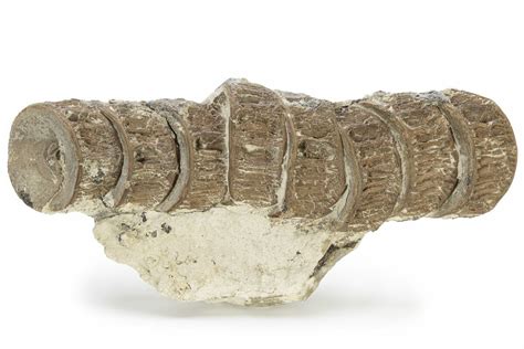 67 Fossil Xiphactinus Cretaceous Fish Vertebrae String Kansas