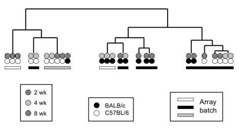 Hierarchical Cluster Analysis Of Microarray Data From Wild Type Sibs At Download Scientific