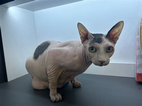 스핑크스 도비 포메라니안성격 말티즈성격 말티푸성격 푸들성격 먼치킨성격 랙돌성격 브리티쉬숏헤어성격 스코티쉬폴드성격 러시안블루성격 강아지성격 고양이성격 털안빠지는비숑프리제 털안