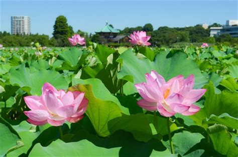 上野不忍池の蓮ハスの見頃は7月中旬～。写真スポット＆開花時間