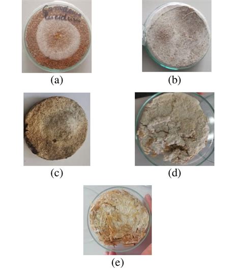 Mycelium Based Bio Composites Formed By G Lucidum Cultivated On Wb A Download Scientific