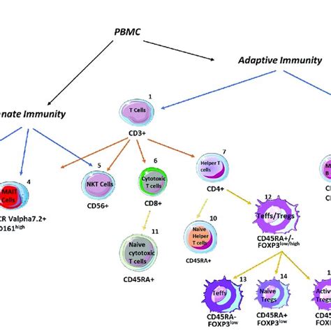 Schematic Overview Of Analysed Immune Cells With Their Specific