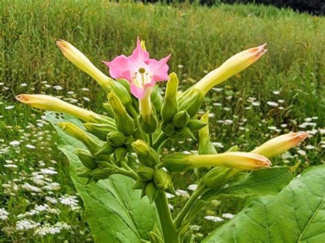 Tobacco Plant Seeds Organic