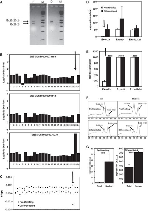 Association Between Rna Degradation And Alternative Splicing In Itga7 Download Scientific