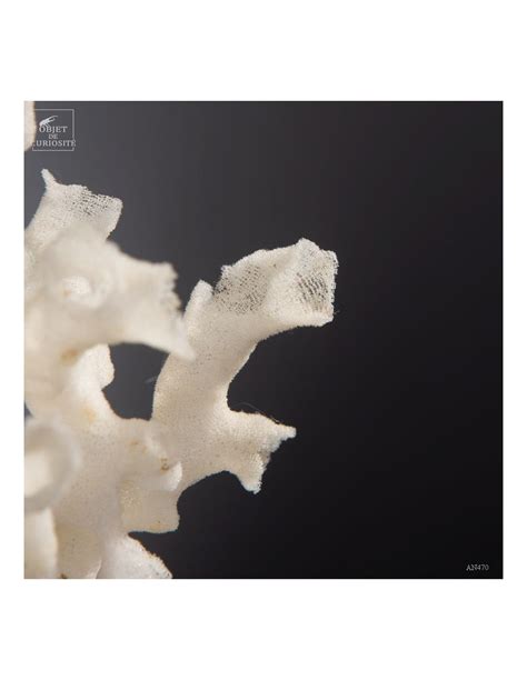 Xenophora With Glass Sponge Skeleton Philippines