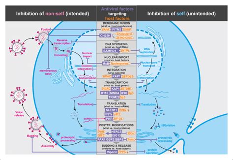 Antiviral Factors Modulating Virus Dependency Factors Several Download Scientific Diagram