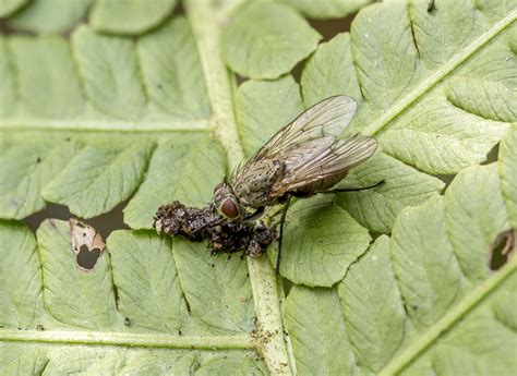 Discussion Forum Diptera
