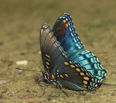 Nature In The Ozarks Red Spotted Purple Butterfly