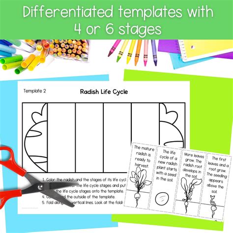 Life Cycle Of A Radish Plant Sequencing Cut And Paste Foldable Activity