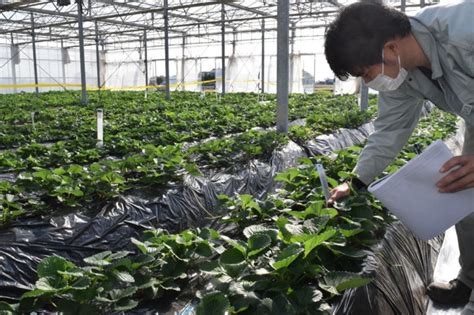 栃木県農業試験場いちご研究所では、毎年種から育てた数千株の中から、次世代エースの選抜に挑む＝10月末、同県栃木市 「王国」栃木を席巻するスーパーイチゴ その名は【東西イチゴ最前線―2強の