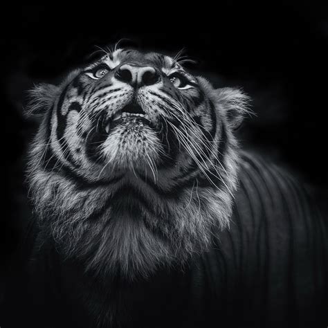 Tiger Black And White Wallpapers Top Free Tiger Black And White