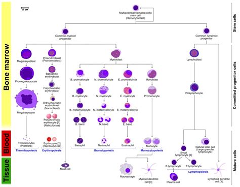 Difference Between Pluripotent Multipotent And Unipotent Stem Cells With Examples At Fred