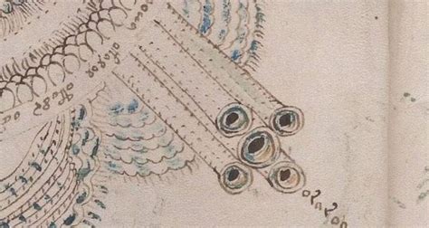 The Voynich Manuscript Could Be Partially About Sex
