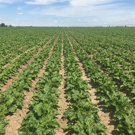 Taber Alberta Canada Sweet Beets Hilleshög Seed Llc