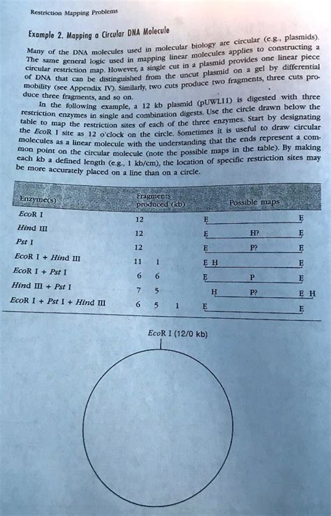 Restriction Mapping Problems Circulor Dna Molecule Example 2 Mapping