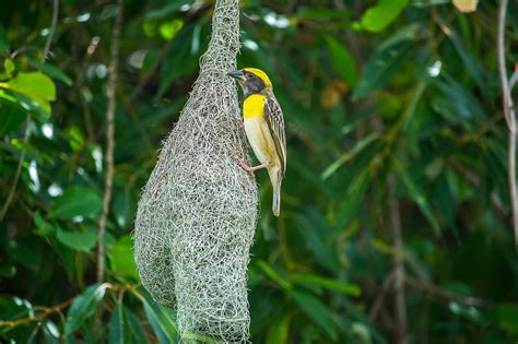 60 Free Snovač Baya And Baya Weaver Photos Pixabay