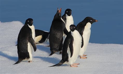 Details Adelie Penguin Birdguides