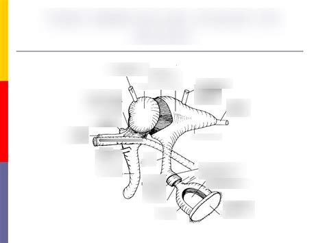 Ossicular Chain Pt 2 Diagram Quizlet