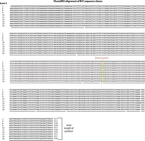 Figures And Data In Circular Rna Biogenesis Can Proceed Through An Exon Containing Lariat