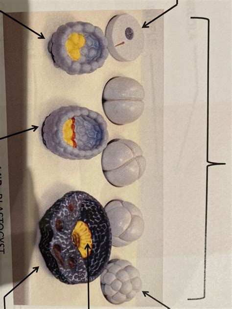 Mitosis Cell Division Diagram Quizlet