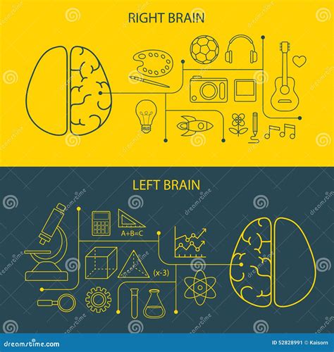 Left And Right Brain Functions Concept Stock Vector Illustration Of
