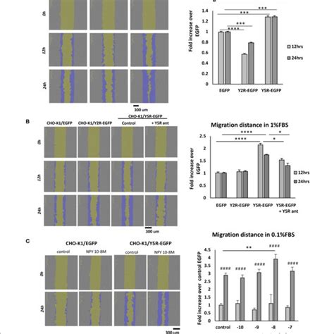 In Situ Proximity Ligation Assay Pla Reveals Interactions Between