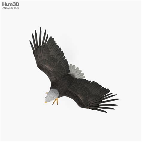Bald Eagle Attacking 3d модель Животные на Hum3d