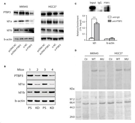 Ptbp3 Modulates Id1 Alternative Splicing Via Binding To Its Intronic Download Scientific
