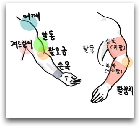 팔과 손의 각 부분 명칭 팔 손 어깨 팔뚝 부분 영어 명칭 포함 • 백과사전