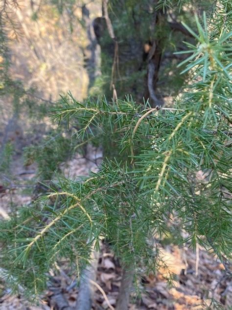 식물 이름들 좀 알려주세요 지식in