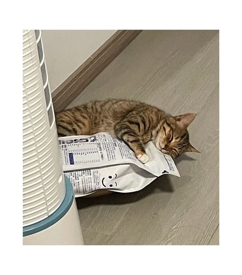 перерисовка кот арт Gentlecat смешные картинки и другие приколы комиксы гиф