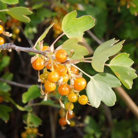 Golden Currant Seeds Ribes Aureum €225 🌳🌼🌸🌿🌱🍉