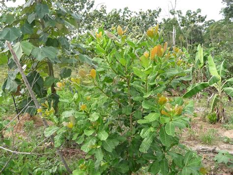 Cashew Tree Pictures Facts Photos On Cashew Trees