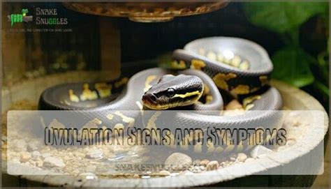 Ball Python Breeding Care Guide Complete Timeline And Tips For Success